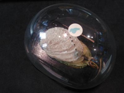 Representing Life with Remains : Human Temporal Bone & Abalone Wax ...