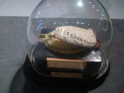 Representing Life with Remains : Human Temporal Bone & Abalone Wax ...